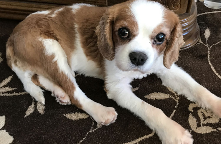 Solihull vets save Casper, the dog | 608 Vets News